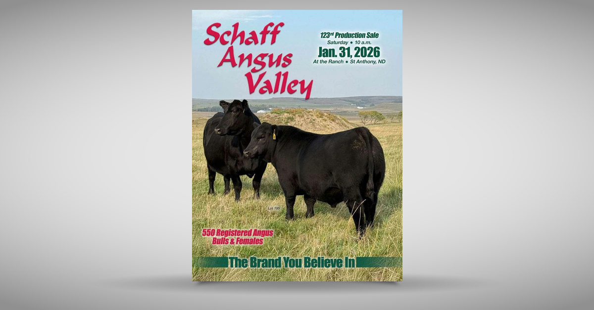 Schaff Angus Valley 123rd Production Sale 2026