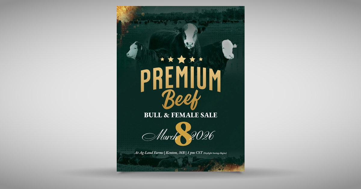 Premium Beef Simmental Bull & Female Sale 2026
