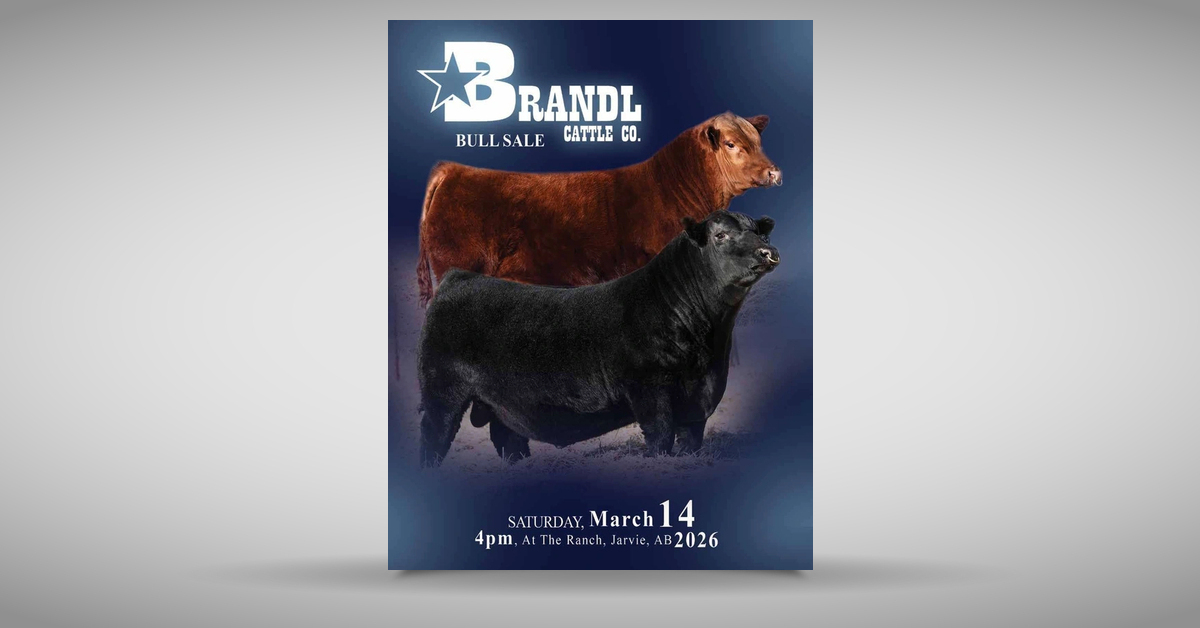 Brandl Cattle Co. 50 Years of Angus Bull Sale 2026
