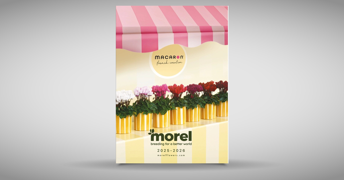 Morel Flowers 2025-26 JP